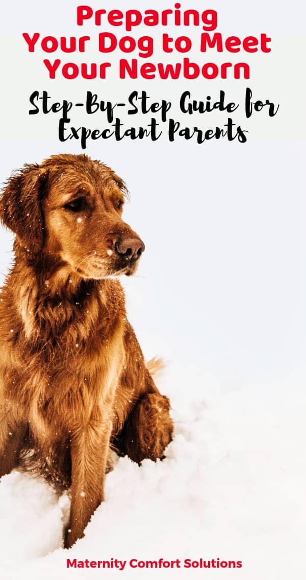 How To Introduce Your Dog To A New Baby