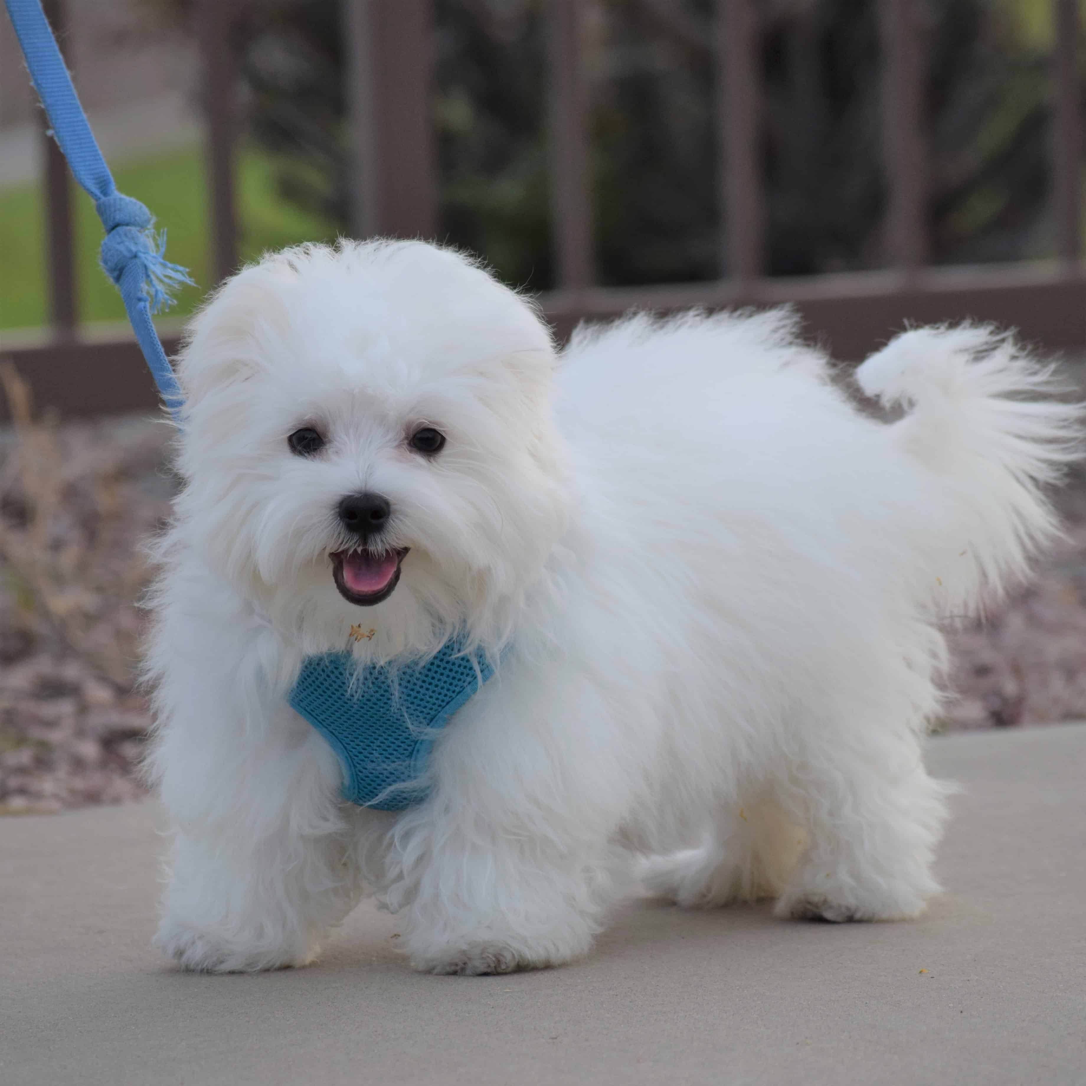 How To Introduce Your Dog To A New Baby