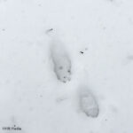 10 Fun Outdoor Winter Activities For Toddlers